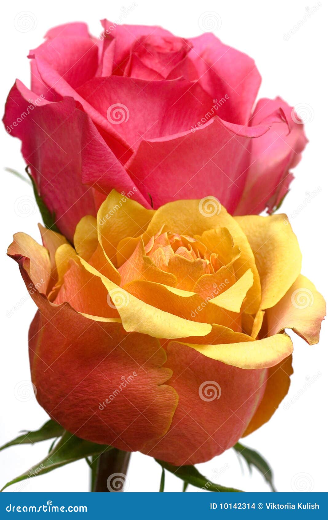 Pink and yellow roses stock photo. Image of beautiful - 10142314