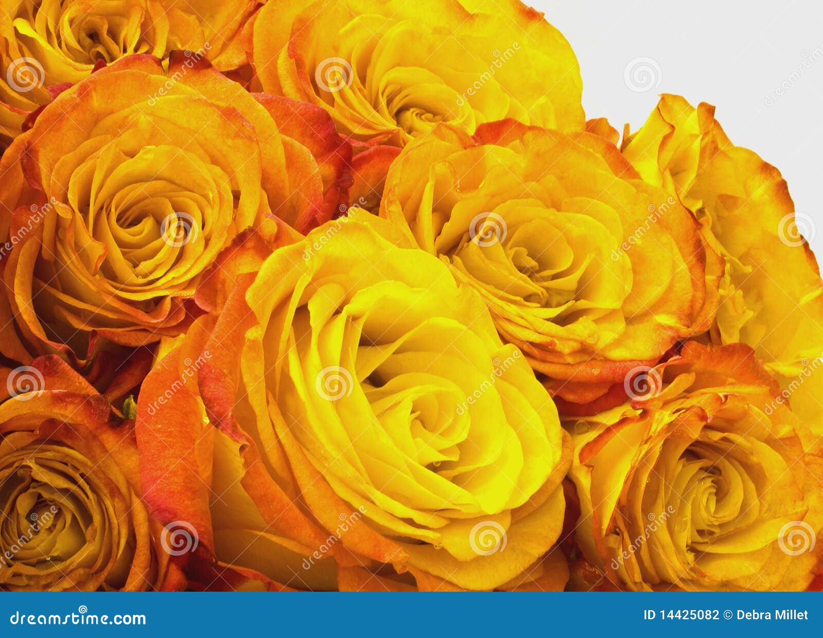 Pink and yellow roses stock photo. Image of bouquet, bouquets - 14425082