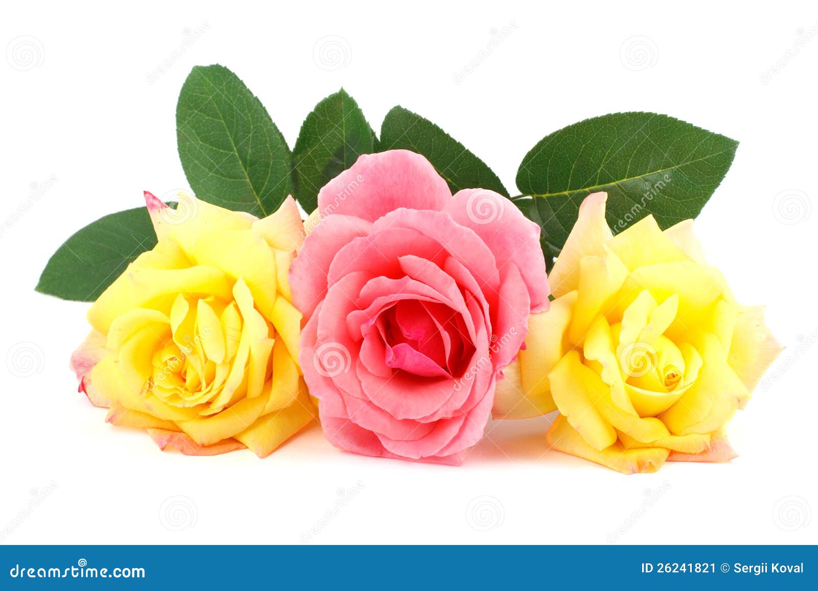 Pink and yellow roses stock image. Image of decoration - 26241821