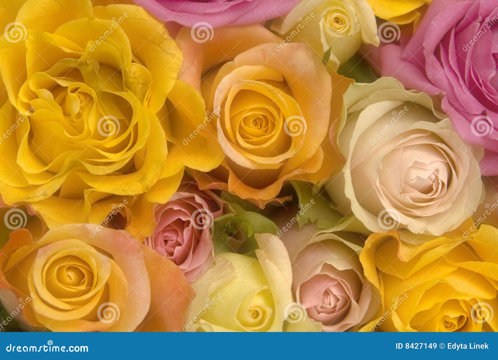Pink and yellow roses stock image. Image of roses, gift - 8427149