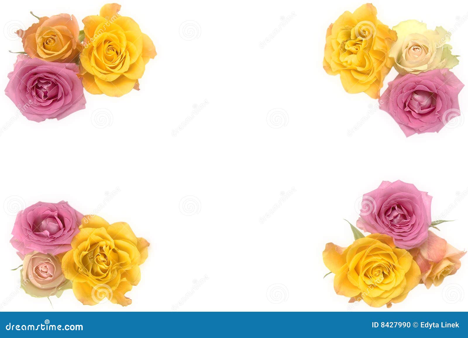 Pink and yellow roses stock photo. Image of plants, gift - 8427990
