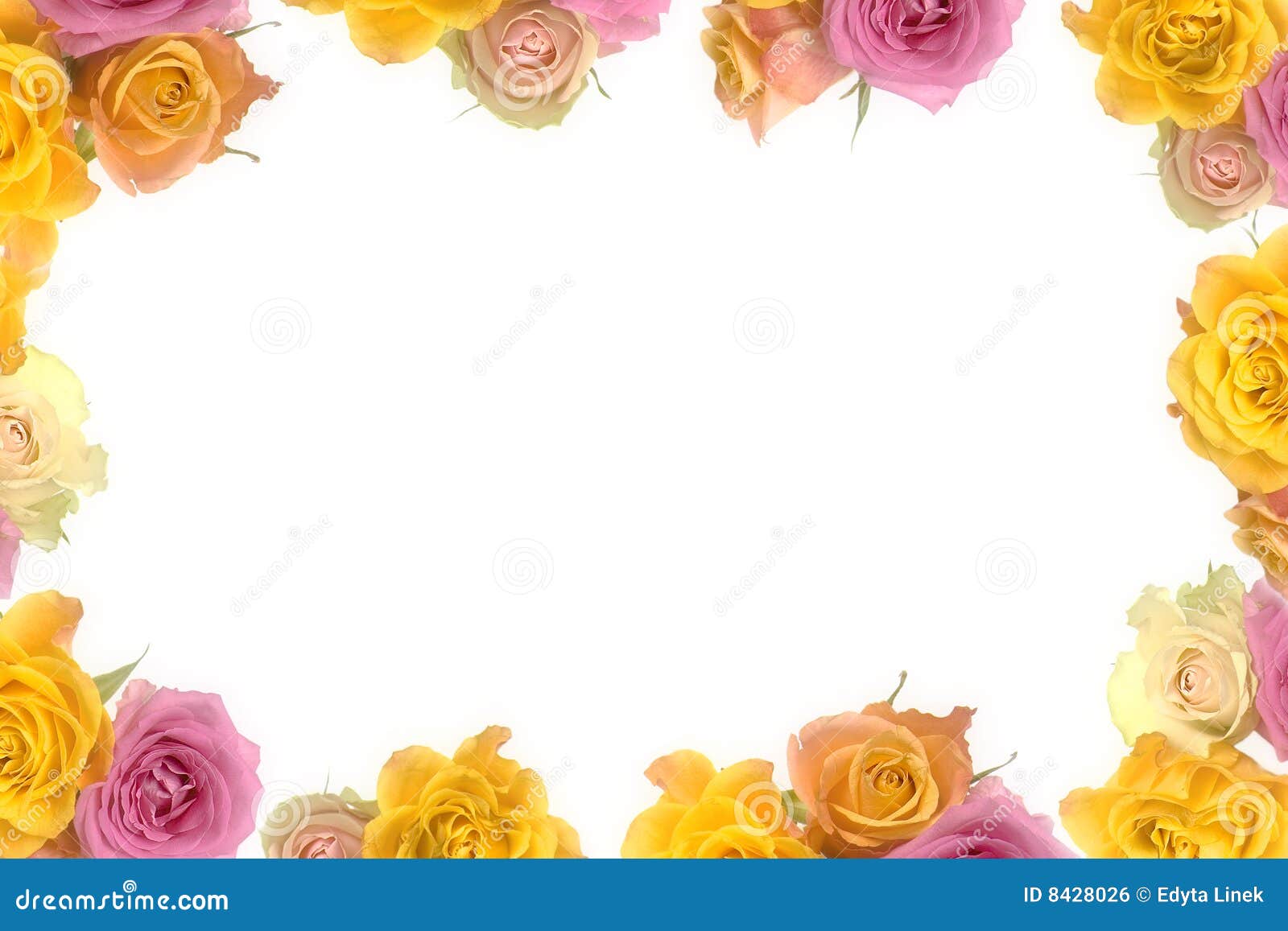 Pink and yellow roses stock photo. Image of white, gift - 8428026
