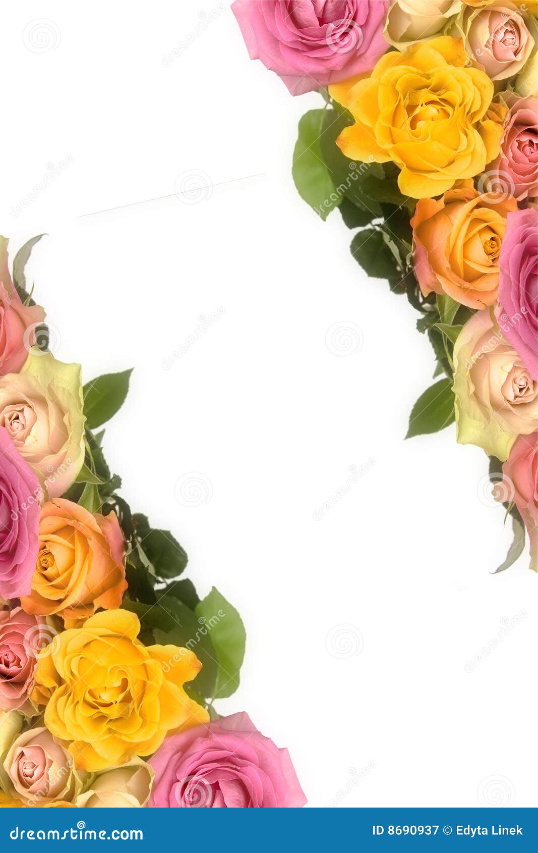 Pink and yellow roses stock image. Image of flower, blurry - 8690937