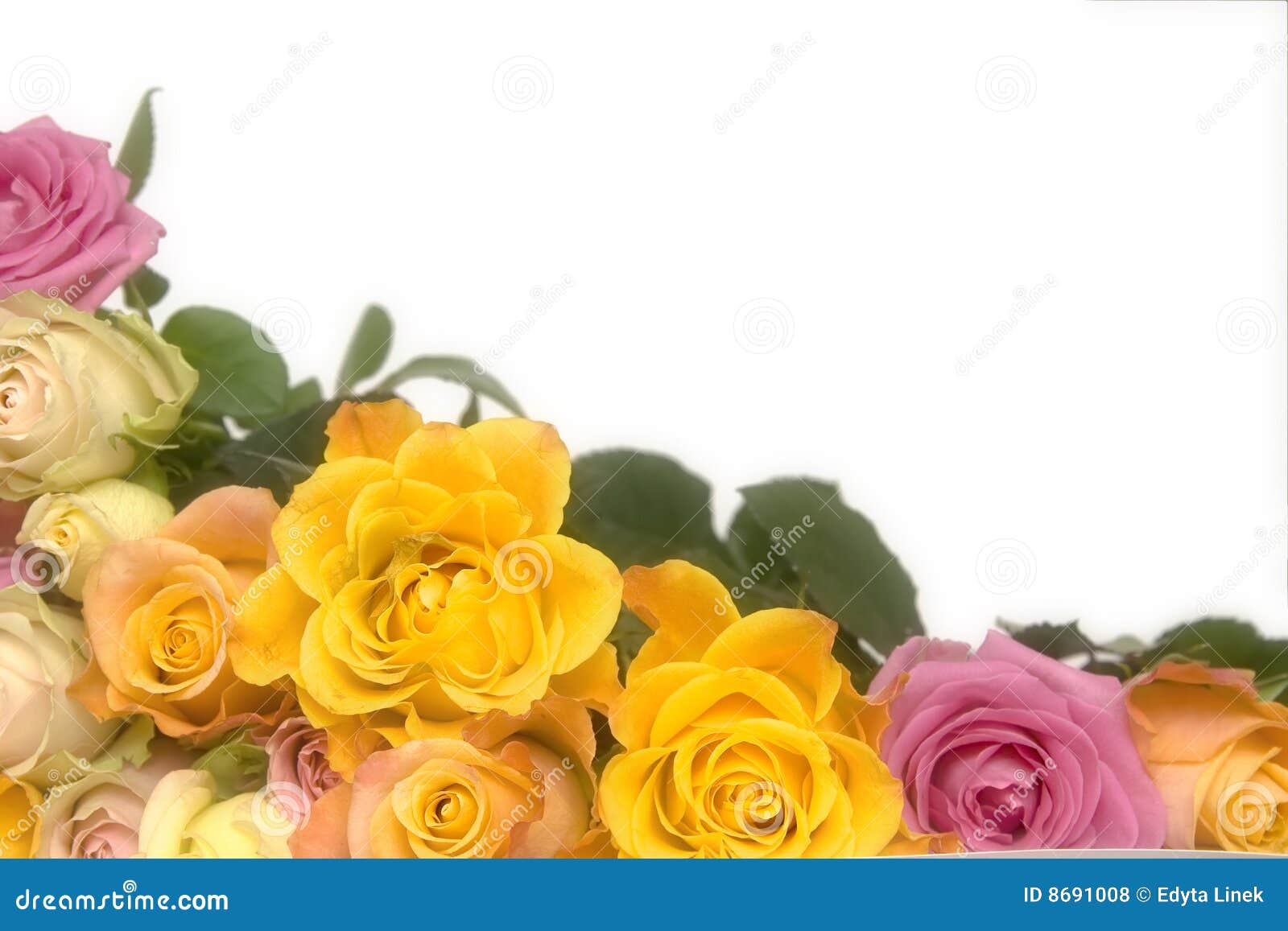 Pink and yellow roses stock photo. Image of pink, blooming - 8691008