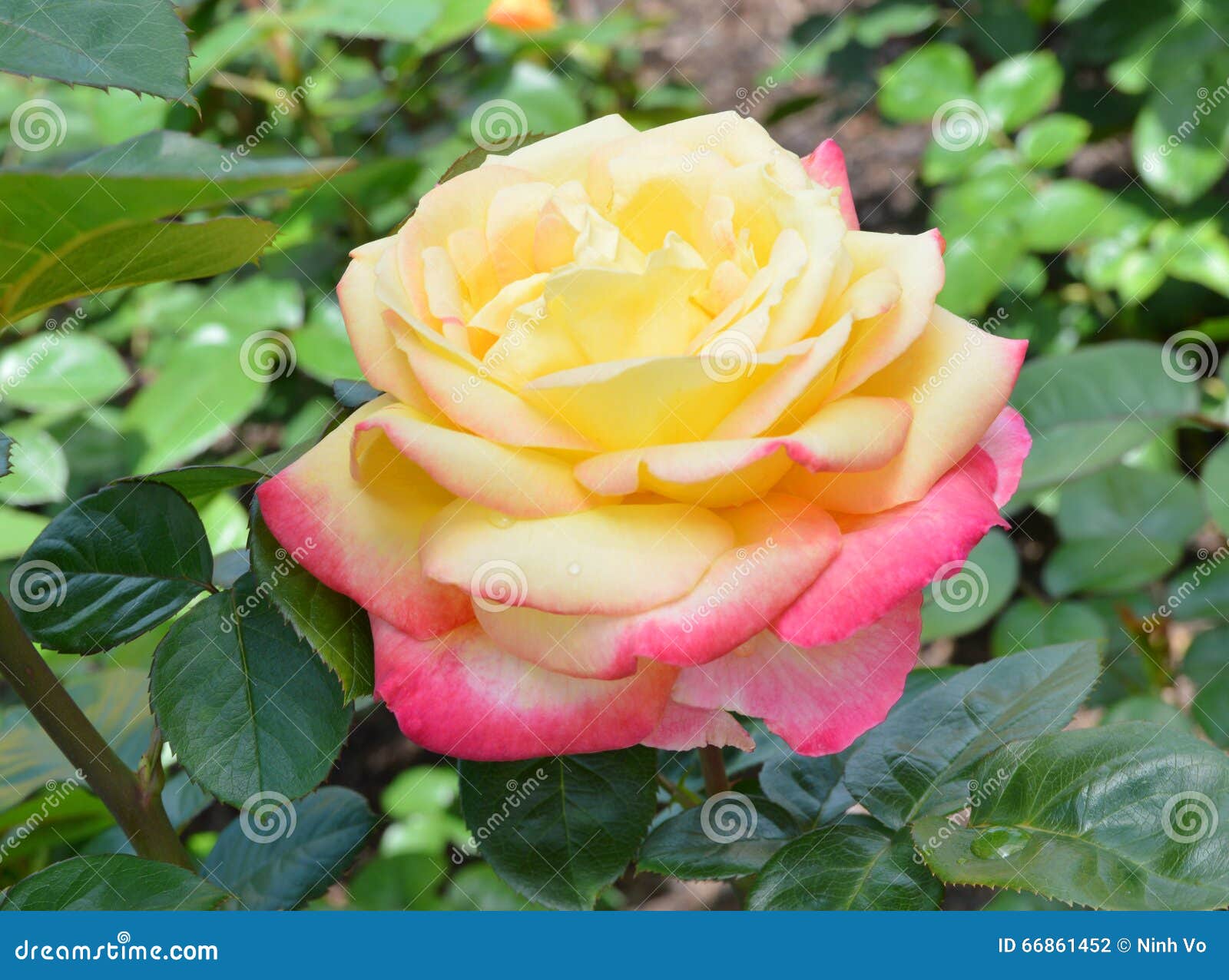 Pink and yellow roses stock photo. Image of flower, soft - 66861452