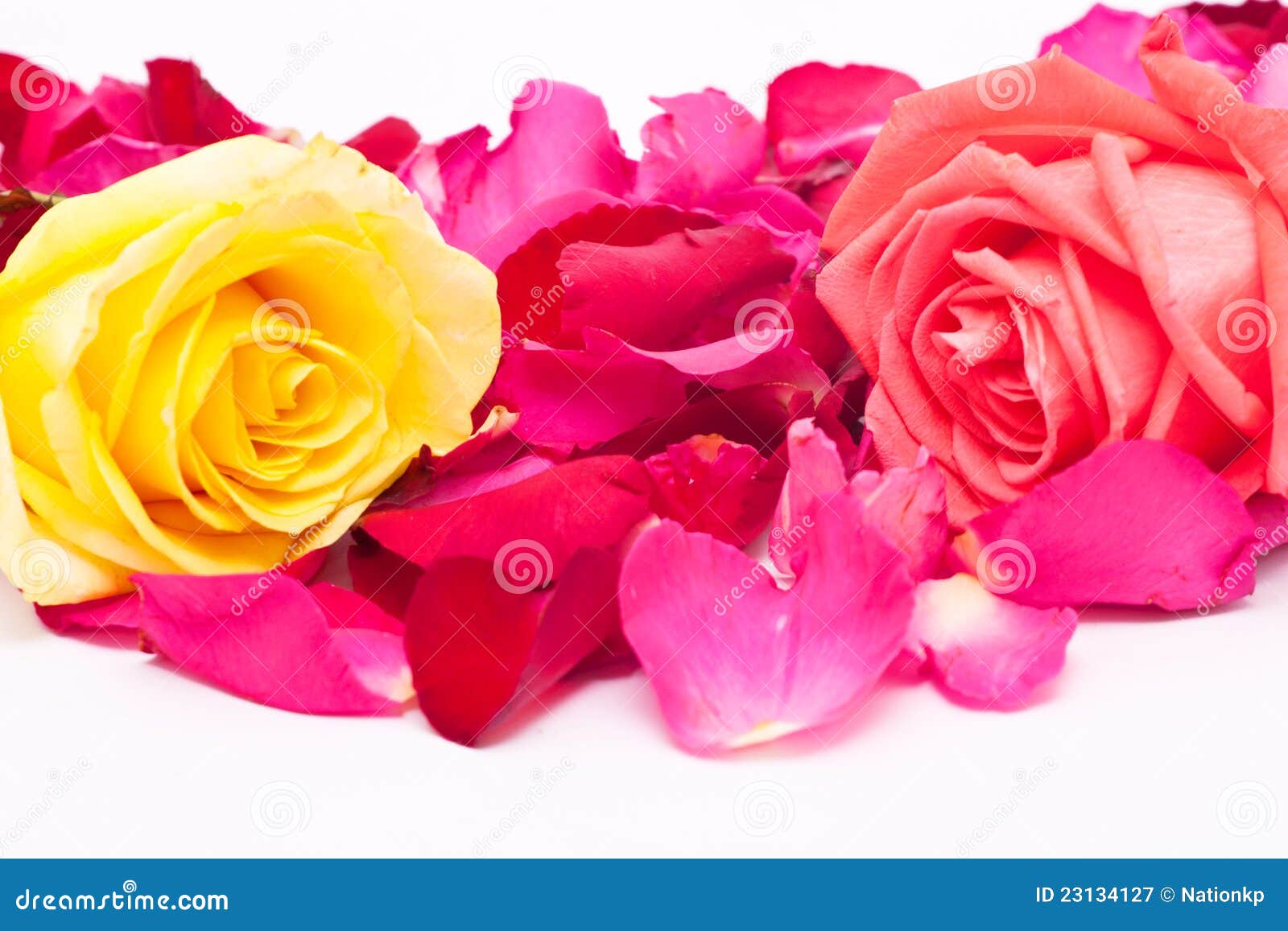 Pink and Yellow Roses and Petals Stock Image - Image of decoration ...