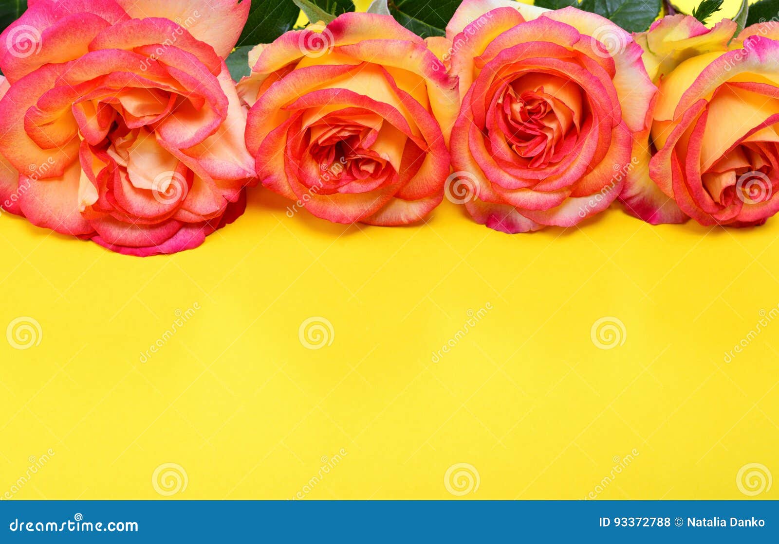Pink-yellow Roses on a Yellow Background Stock Photo - Image of ...