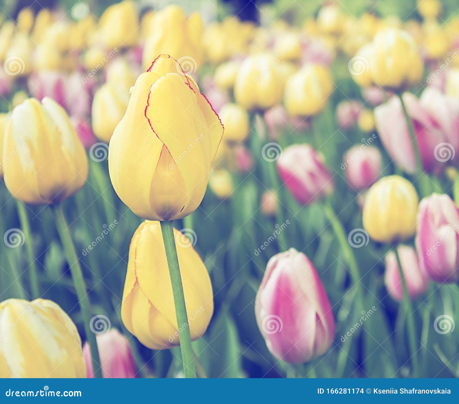 Pink and Yellow Tulips, Spring Meadow Background Stock Photo - Image of ...