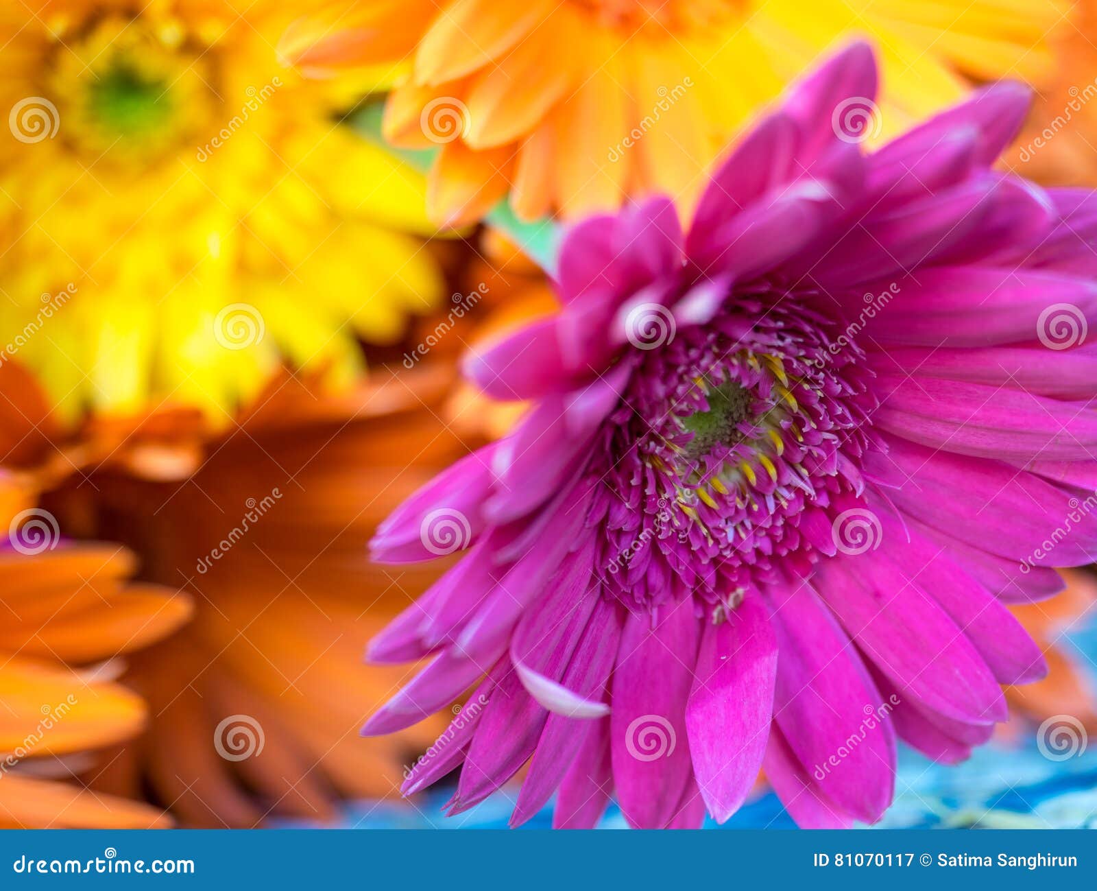 Yerbera Flower Stock Photos - Free & Royalty-Free Stock Photos from ...