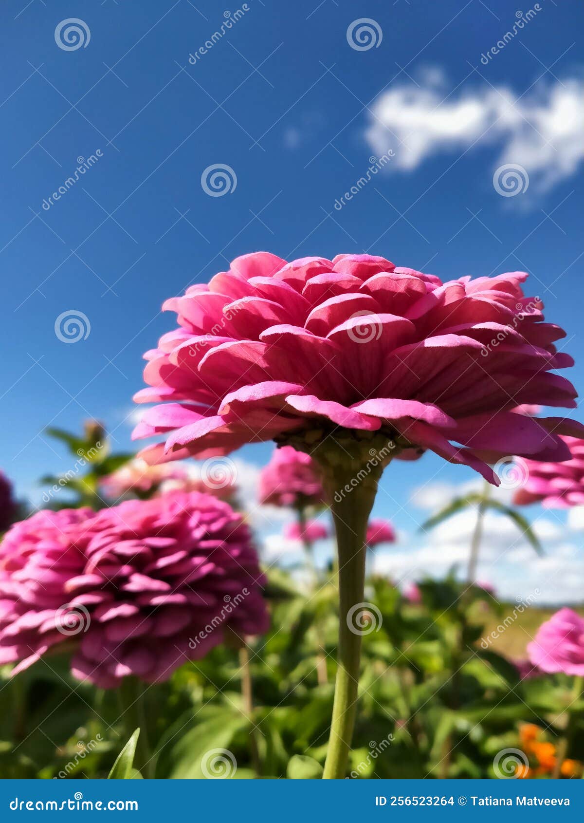 Pink Zinnia Against the Blue Sky Stock Photo - Image of zinnia, view ...