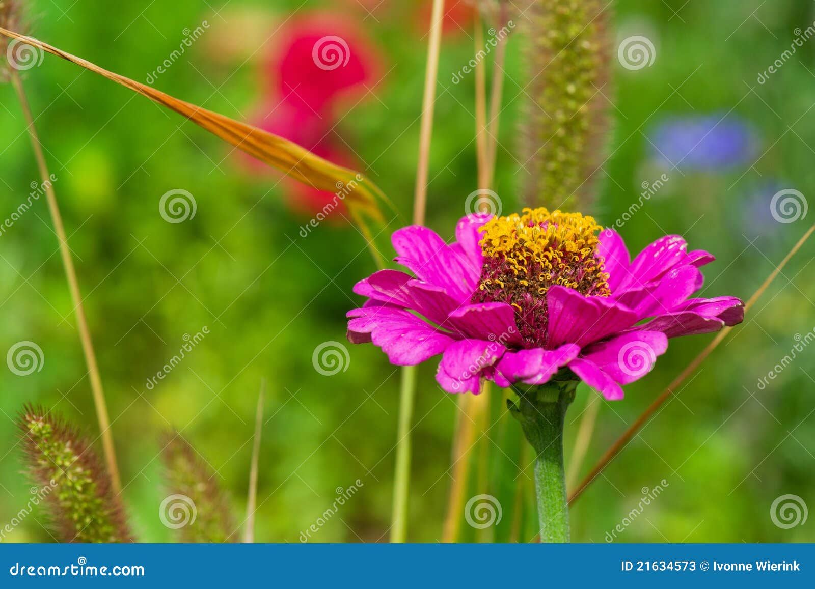 Pink Zinnia flower stock image. Image of summer, flowers - 21634573