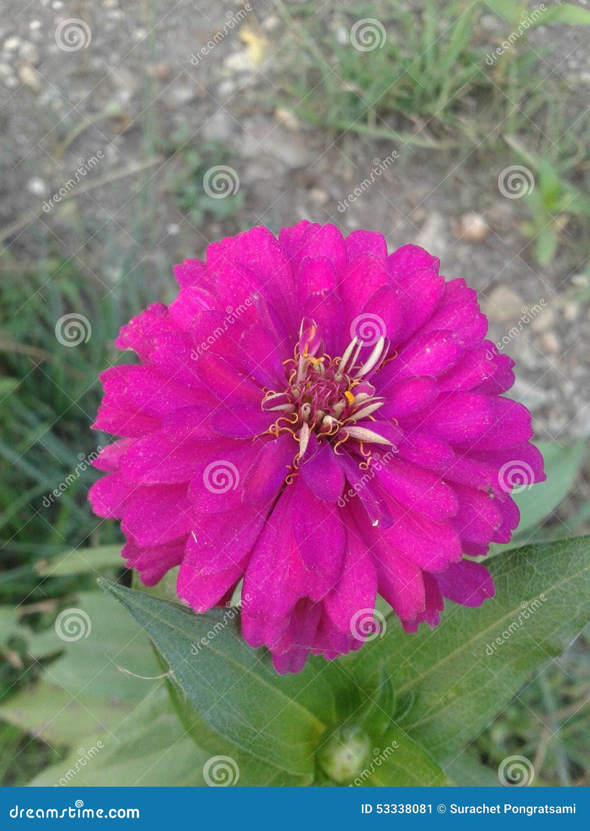 Pink zinnia flower stock image. Image of natural, plants - 53338081