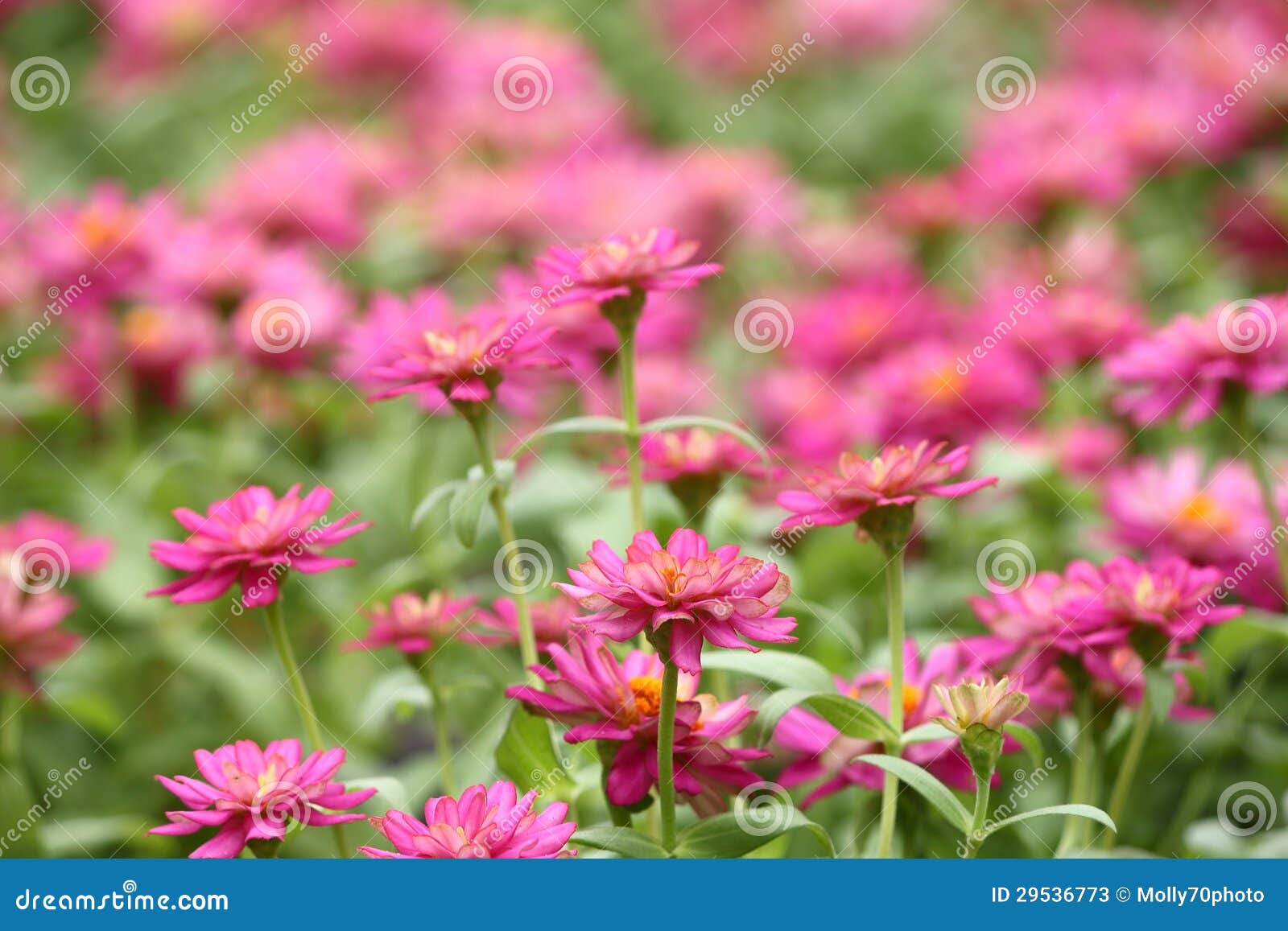 Pink zinnia flowers garden stock image. Image of blossom - 29536773