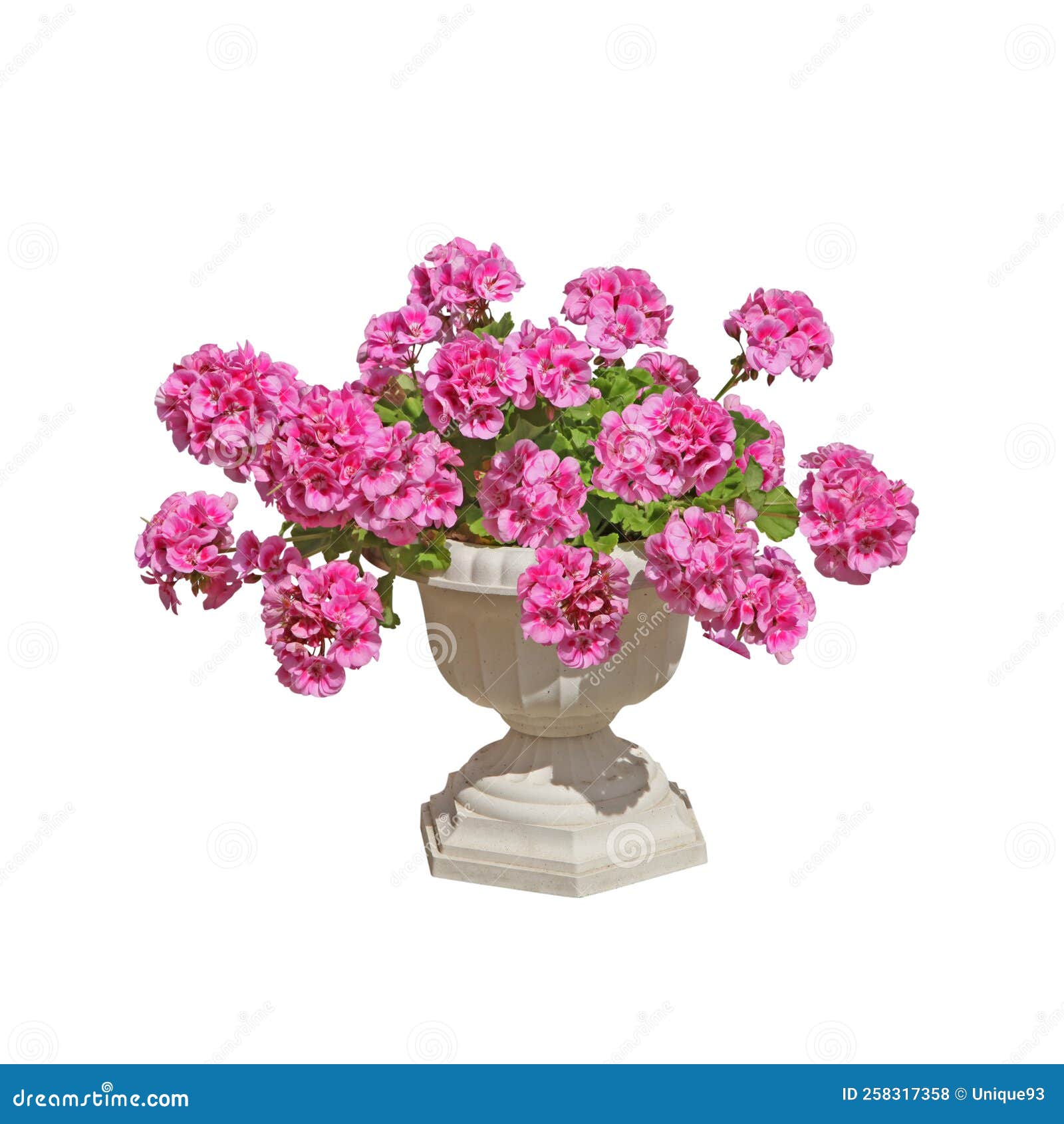 Pink zonal geranium in pot stock photo. Image of garden - 258317358