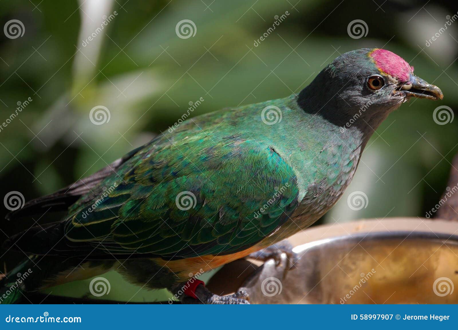 Pinked Headed Bird stock image. Image of yellow, green - 58997907
