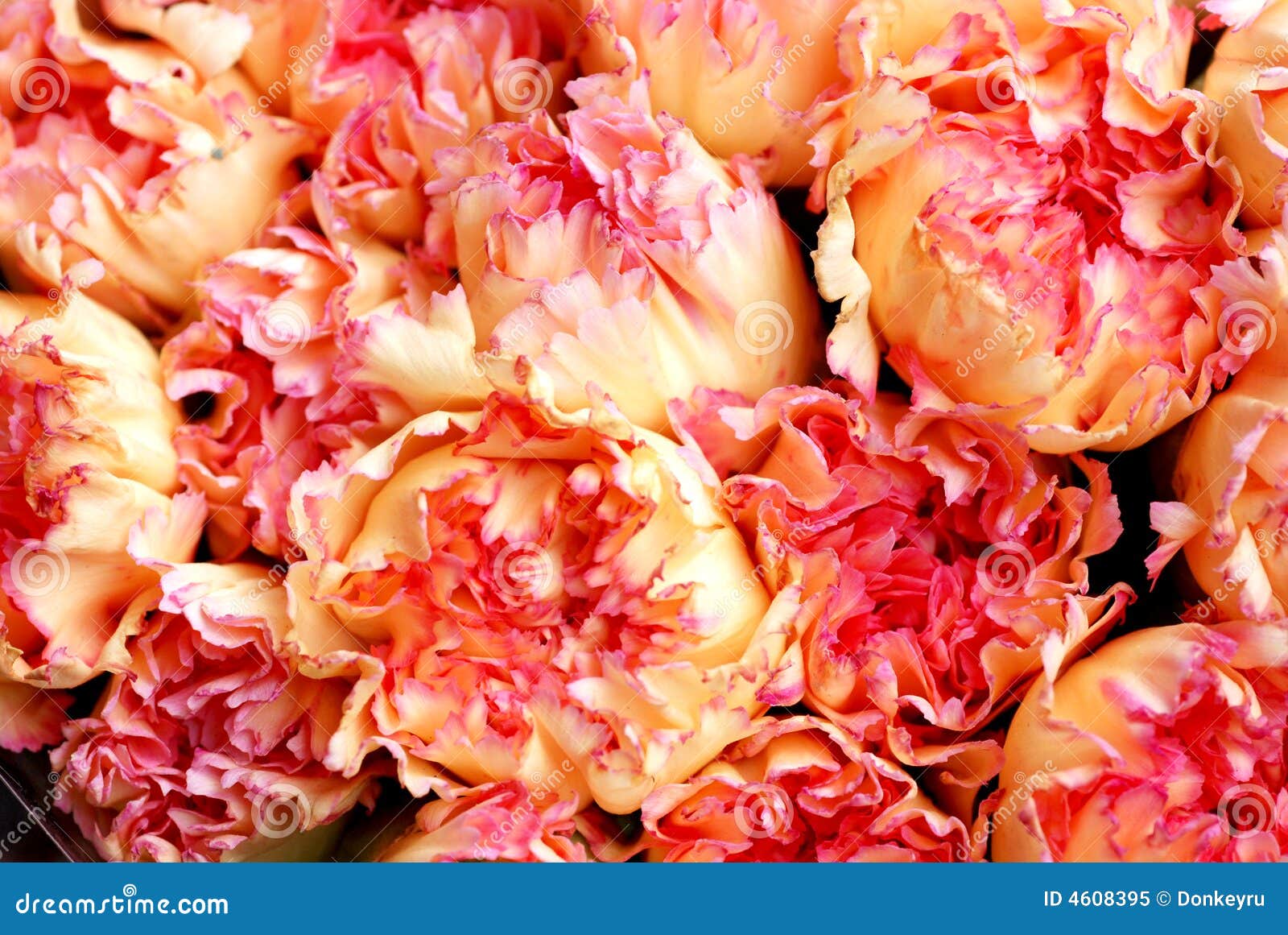 Pinkish Carnation flowers stock image. Image of ornamental - 4608395