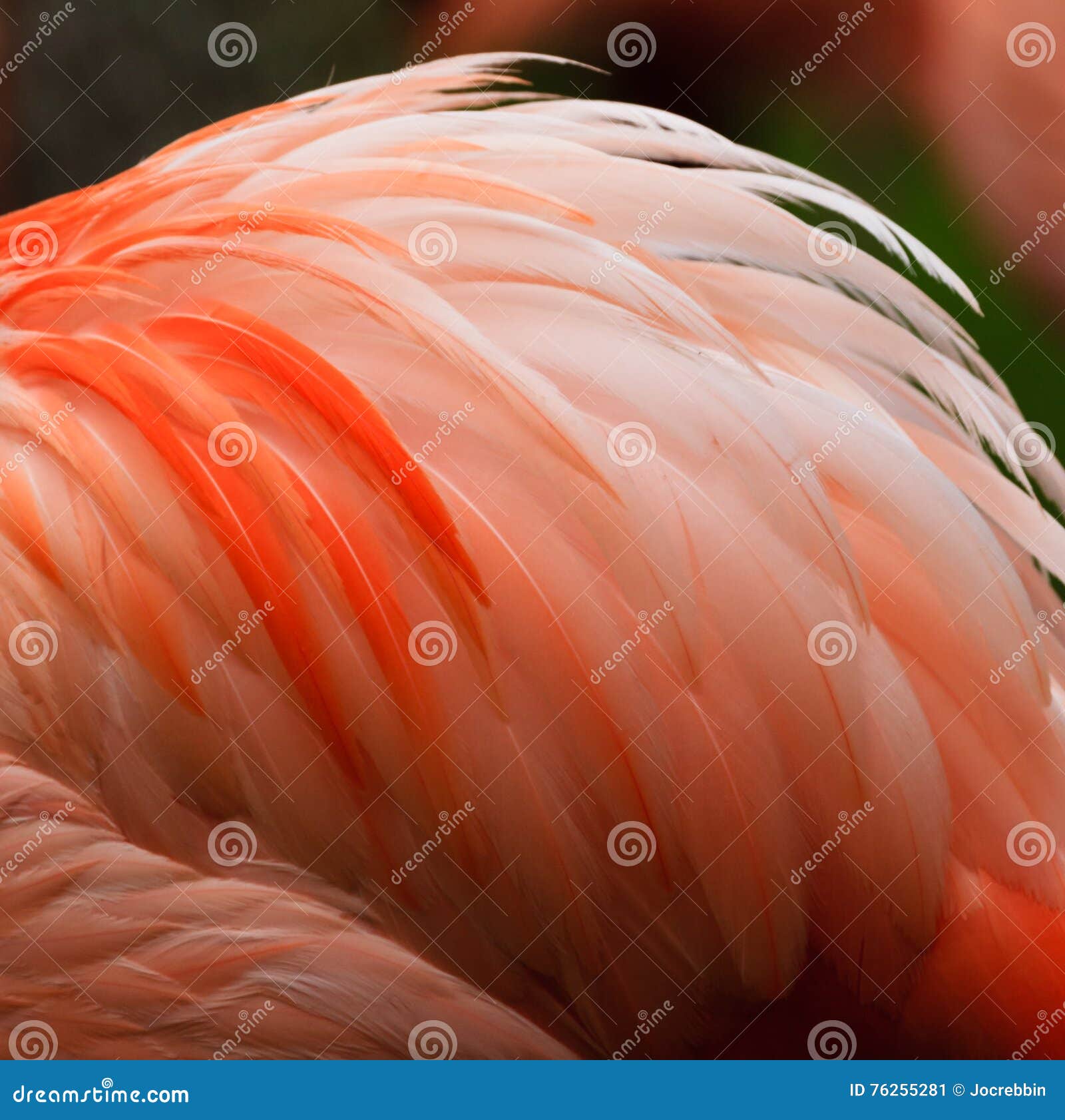 Pinkish Orange Flamingo Feathers Stock Image - Image of florida, feather: 76255281