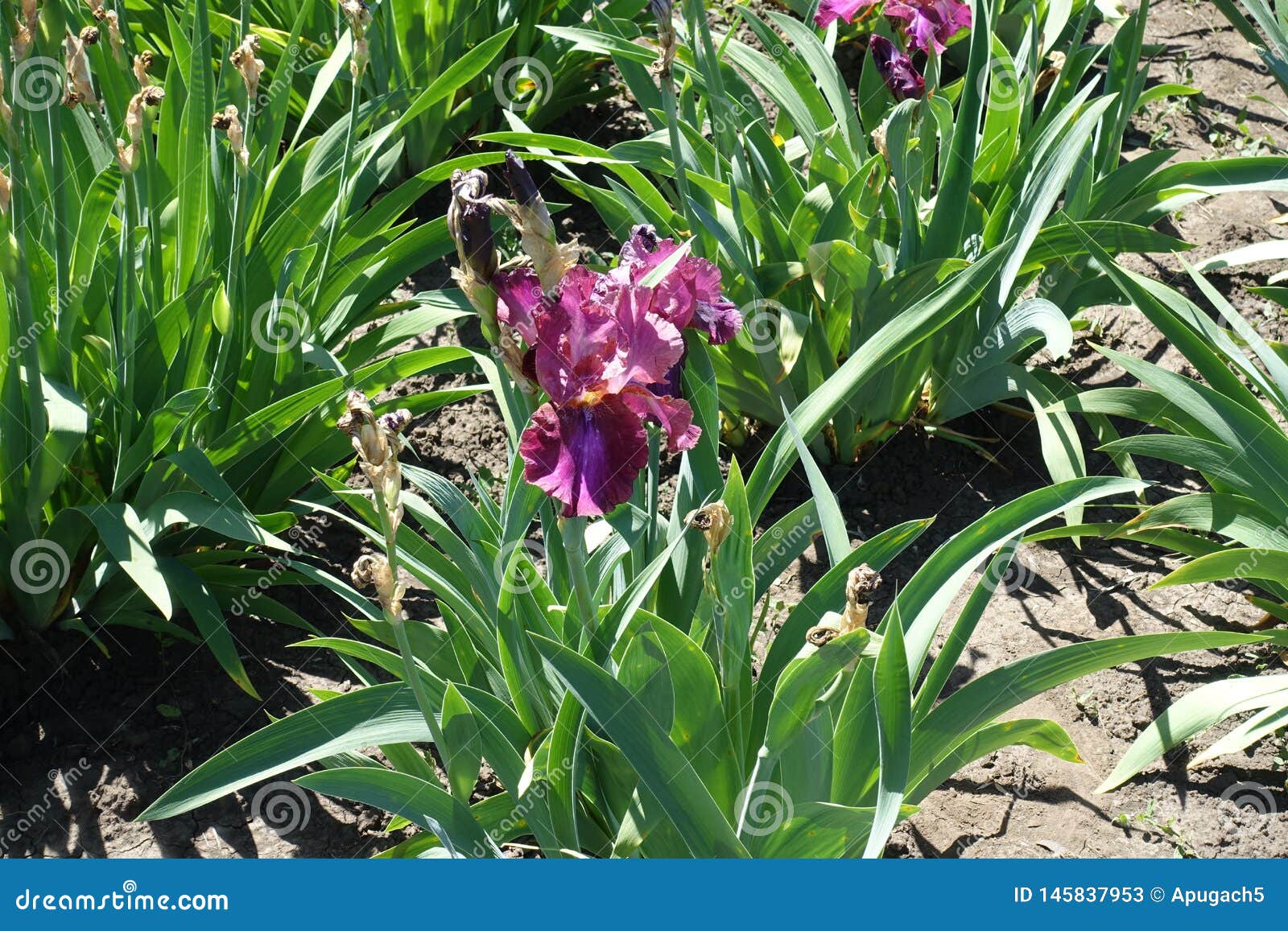 Pinkish Purple Flower of German Iris Stock Image - Image of flowerbed ...