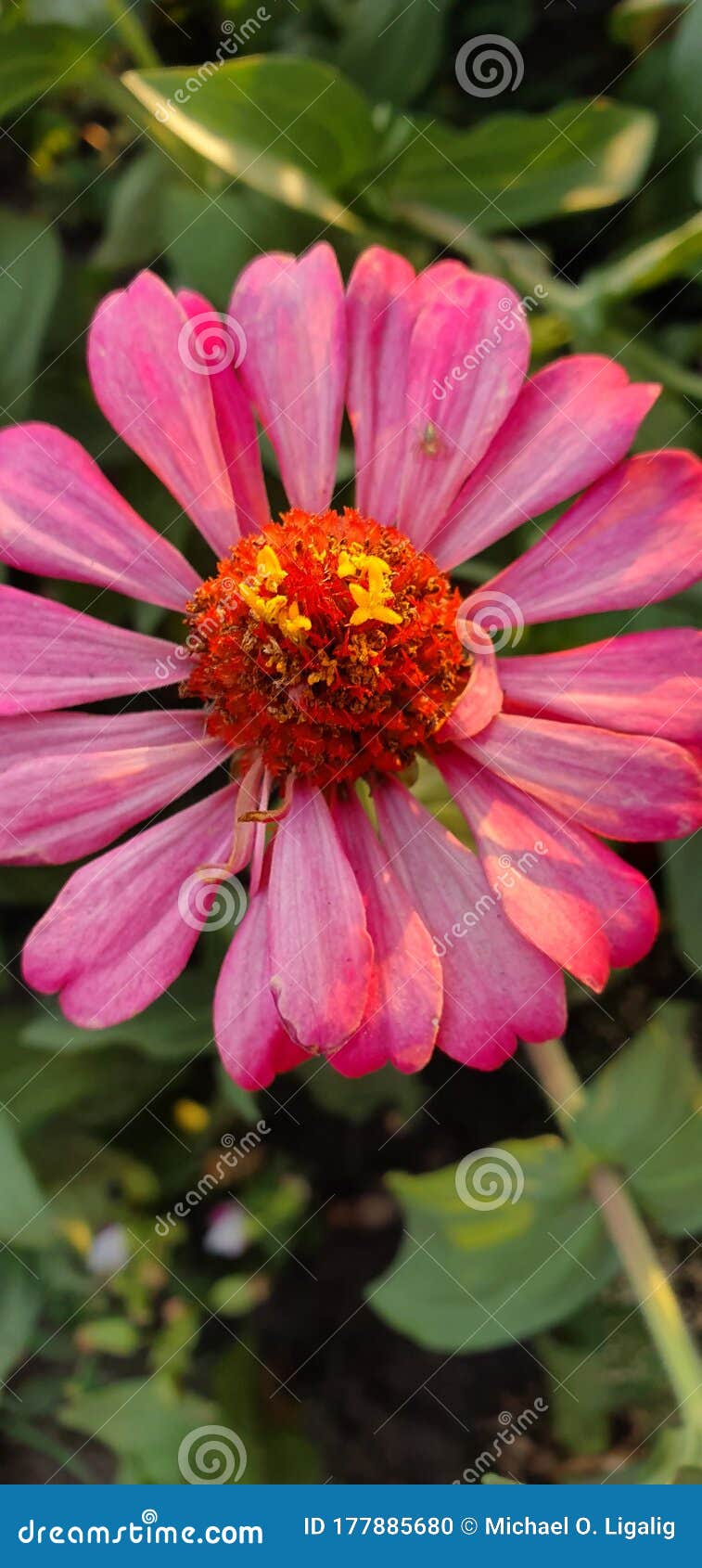 Pinkish Red Flower with Many Petals Stock Photo - Image of flower ...