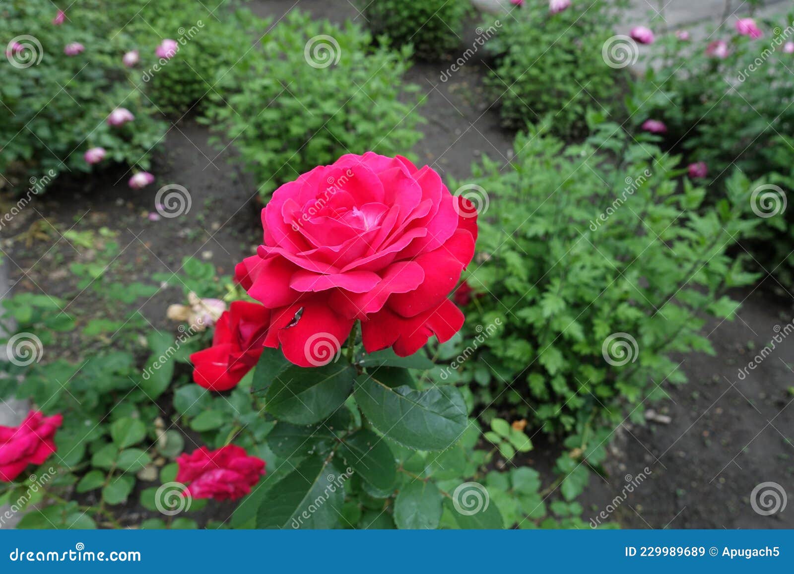 Pinkish Red Flowers of Rose Stock Image - Image of double, plant: 229989689