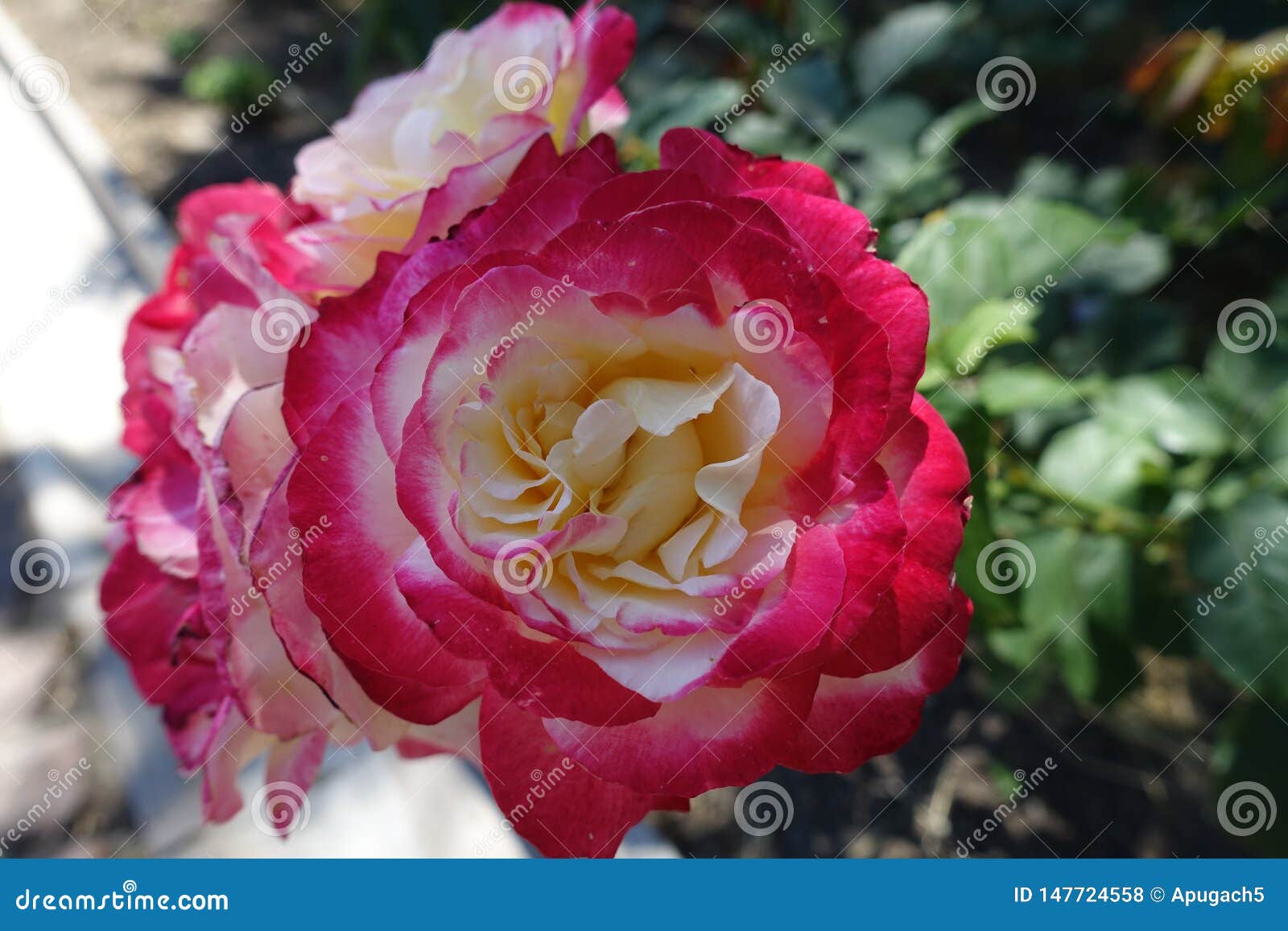 Pinkish Red and White Flower of Garden Rose Stock Photo - Image of ...