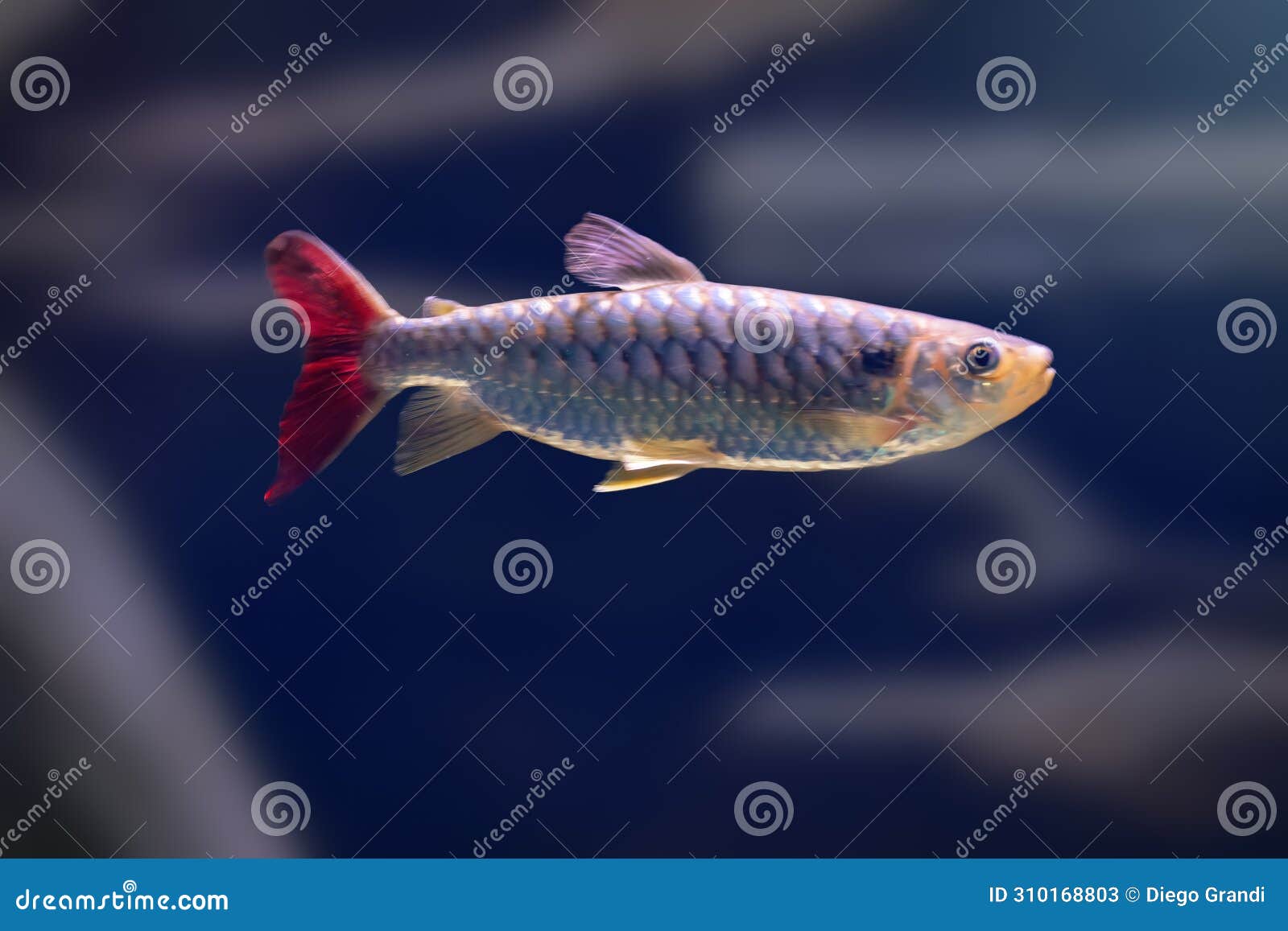 Pinktail Chalceus - Freshwater Fish Stock Image - Image of freshwater ...