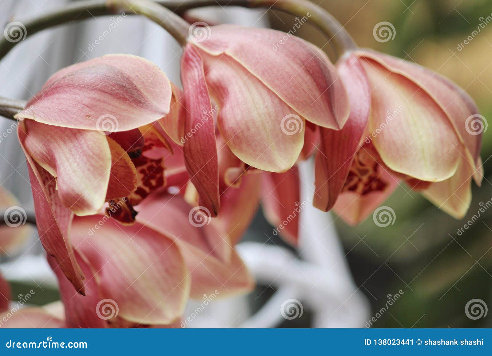 Pinky stock image. Image of pinky, pink, beautiful, flowers - 138023441