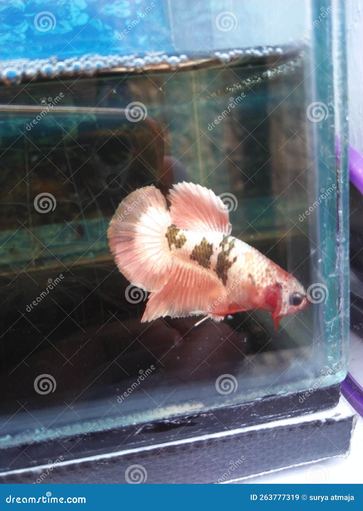 Pinky Boy Betta Fish stock image. Image of pinky, wildlife - 263777319
