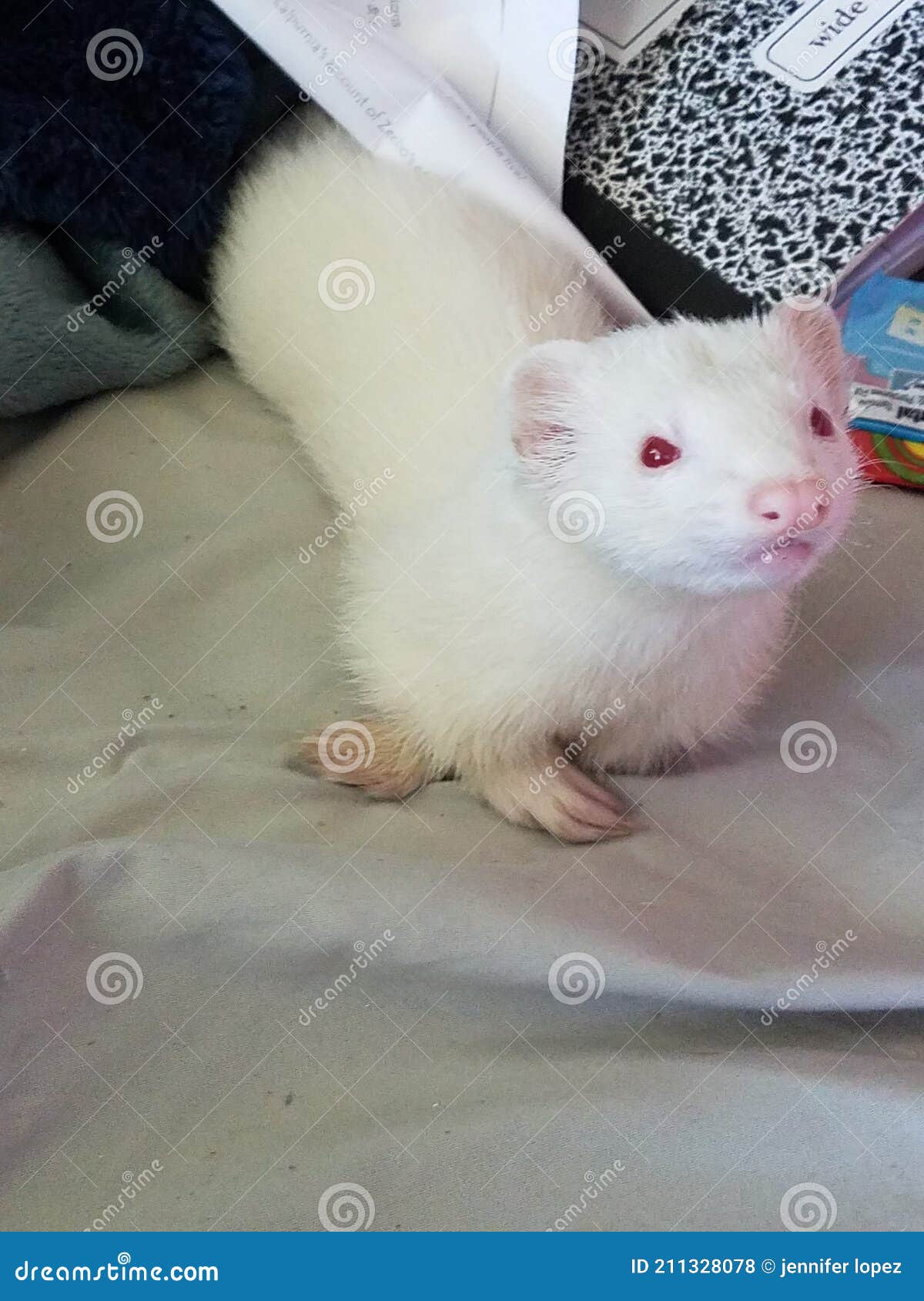 Pinky the ferret stock photo. Image of pink, pinky, white - 211328078