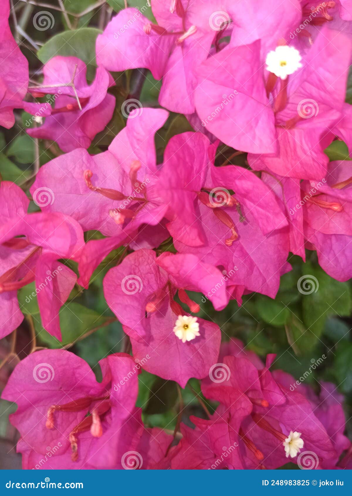 The pinky flower stock image. Image of leaf, pink, produce - 248983825