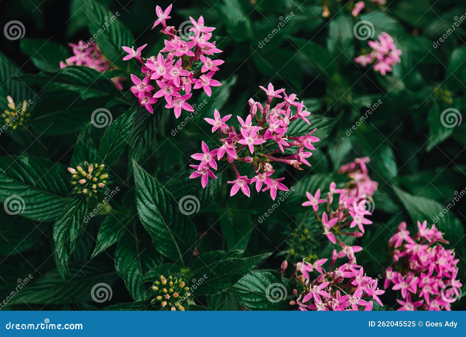 Pinky Flowers Garden stock image. Image of lilac, flowers - 262045525