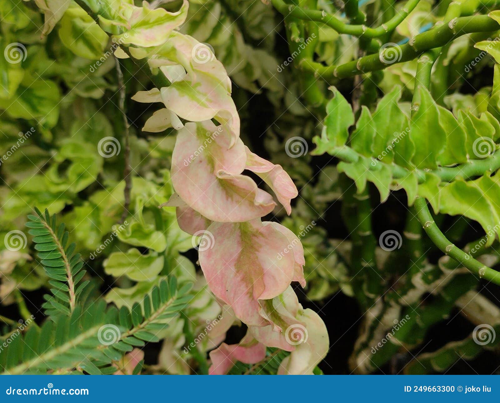 Pinky and green stock photo. Image of wildflower, tree - 249663300