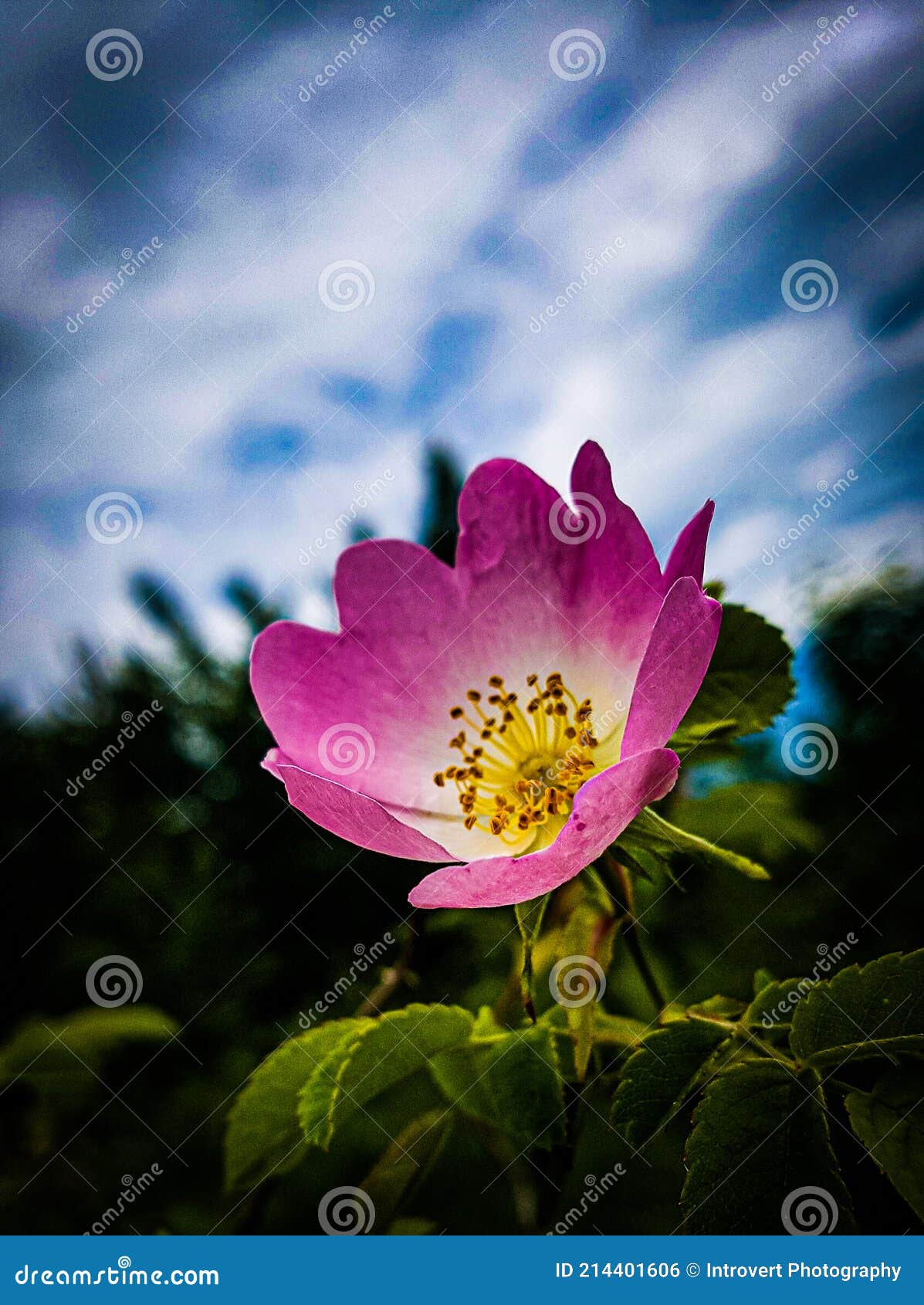 Pinky and lonely flower stock photo. Image of lily, blossom - 214401606