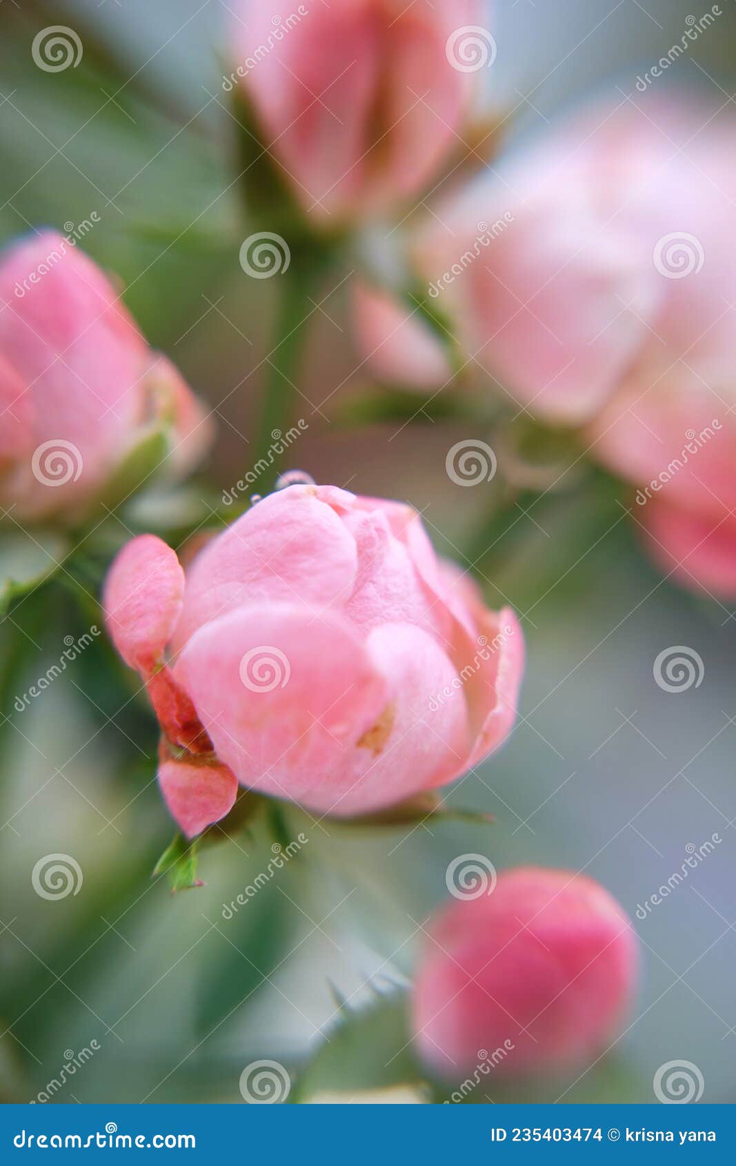 Pinky mini roses stock photo. Image of food, flower - 235403474