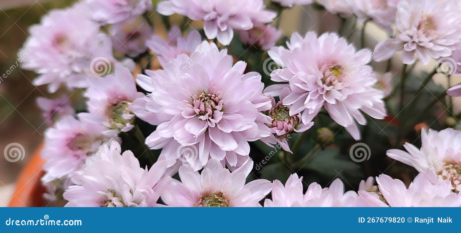 Pinky Pink Colour Flower Very Beautiful Stock Photo - Image of ...