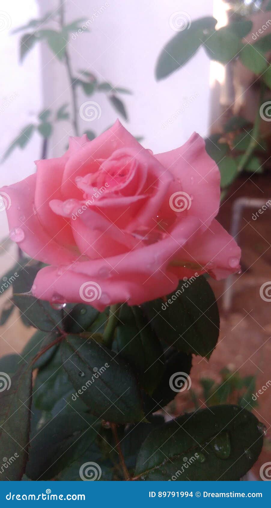 Pinky pinky Rose stock photo. Image of pinky, garden - 89791994