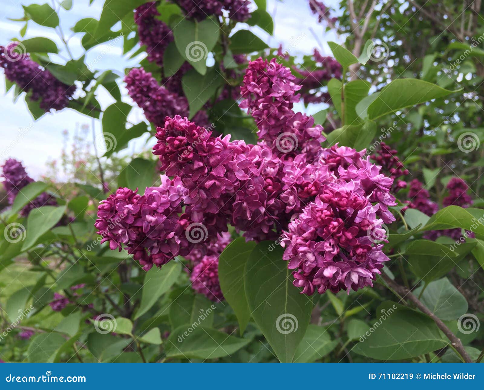 Pinky purple lilacs stock image. Image of dark, purple - 71102219