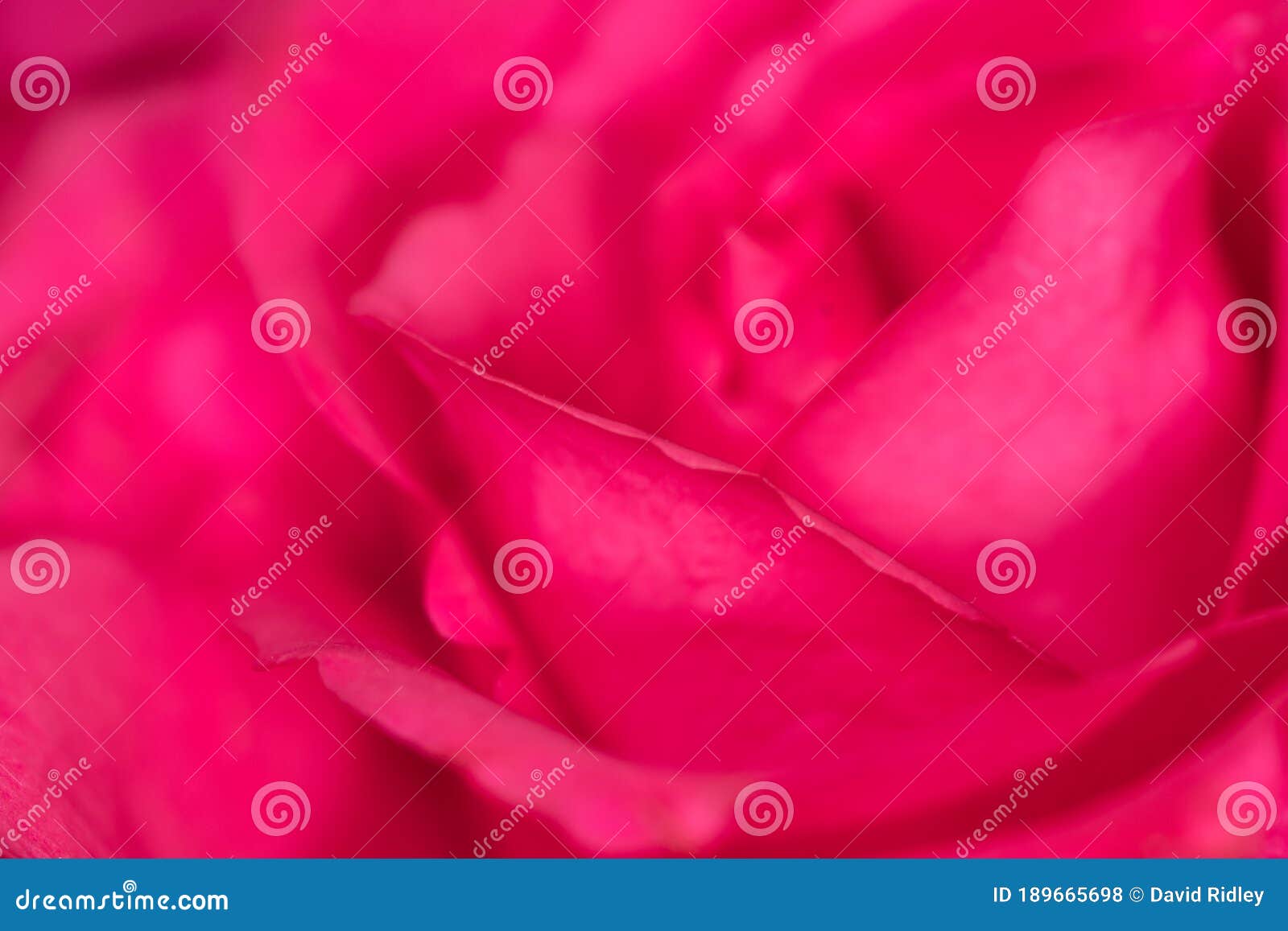 Pinky Red Rose Close Up of the Petals Stock Photo - Image of beauty ...