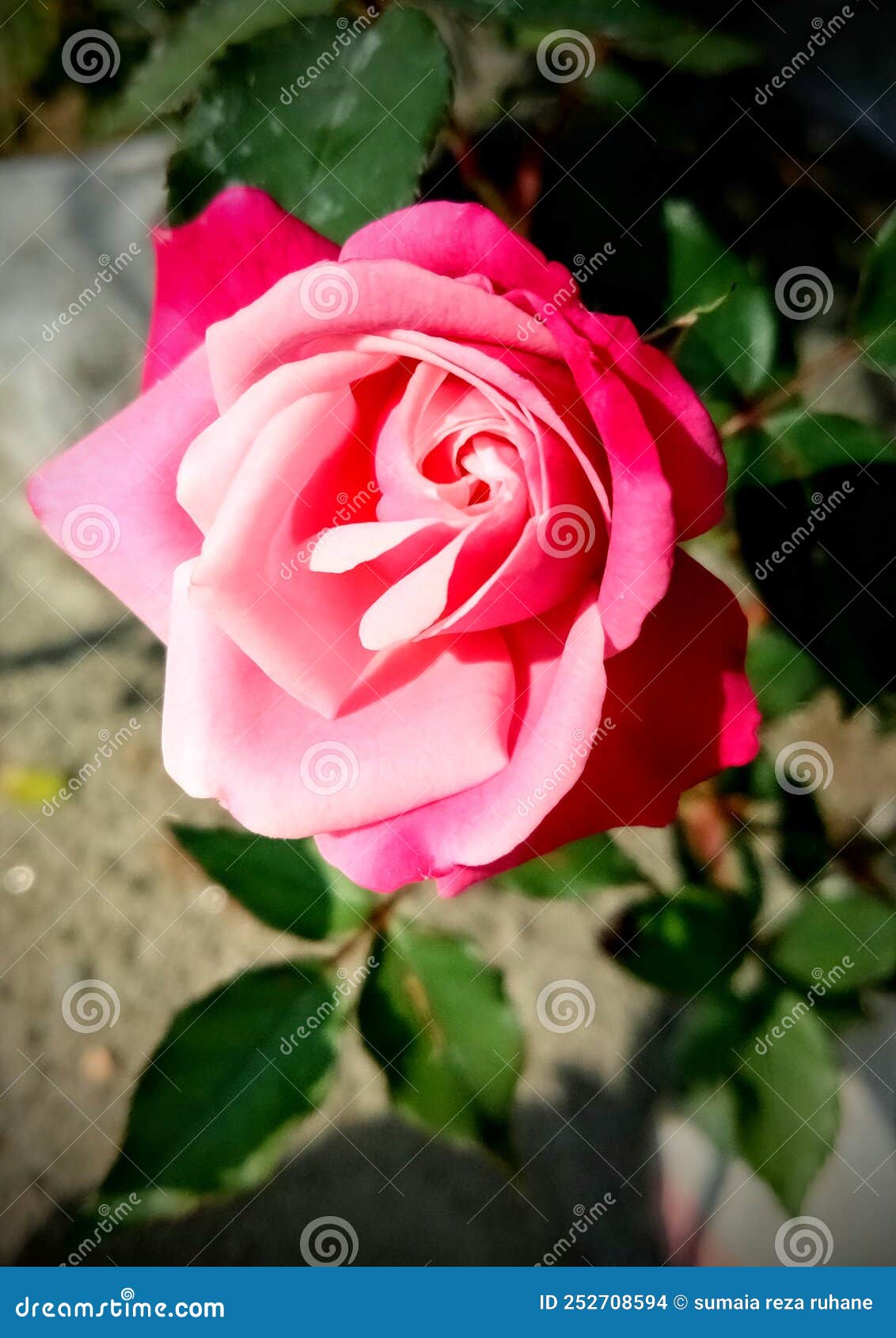 Pinky red rose with leaf stock photo. Image of flower - 252708594