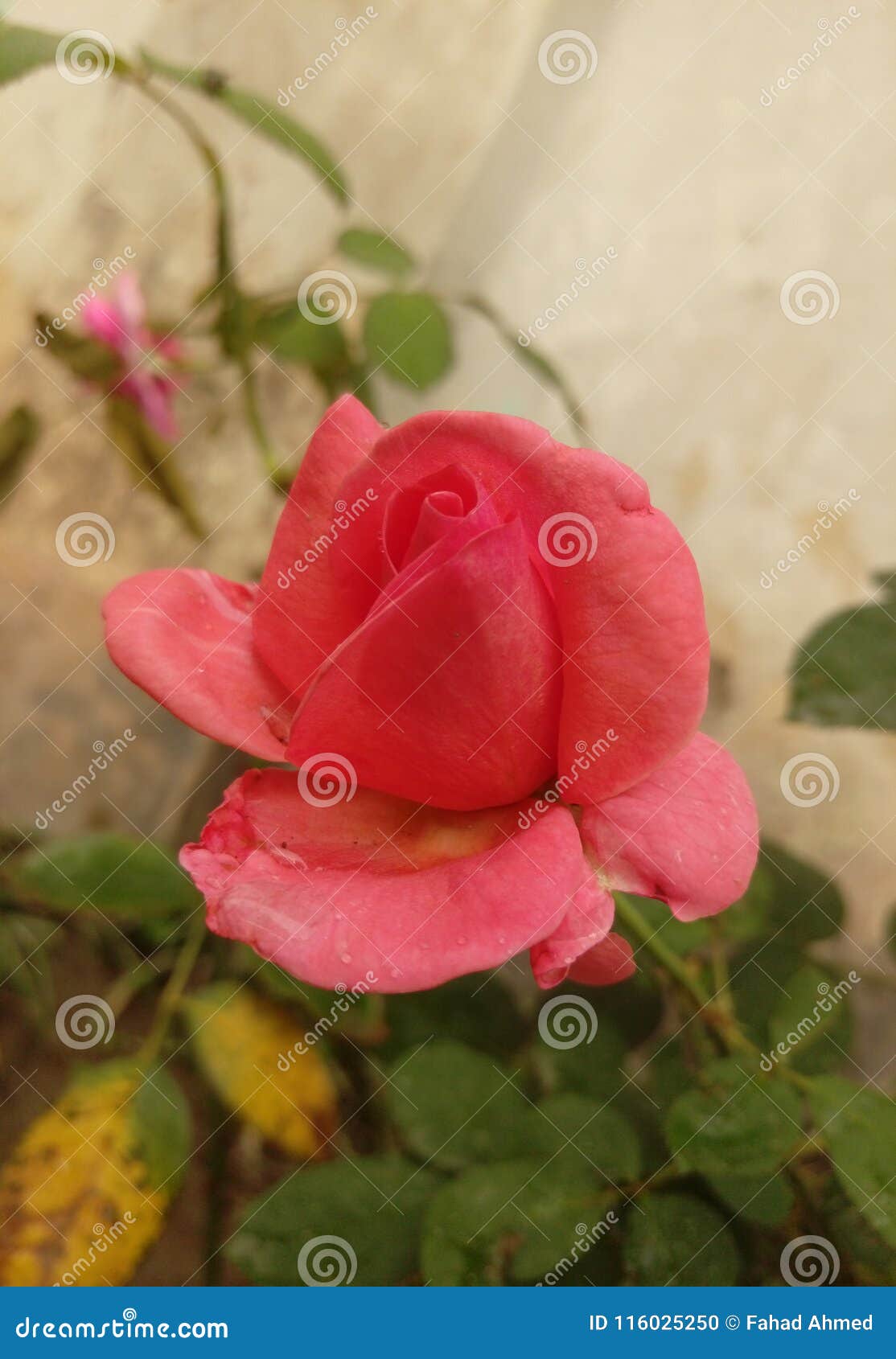 Pinky Rose stock photo. Image of pinky, punky, natural - 116025250