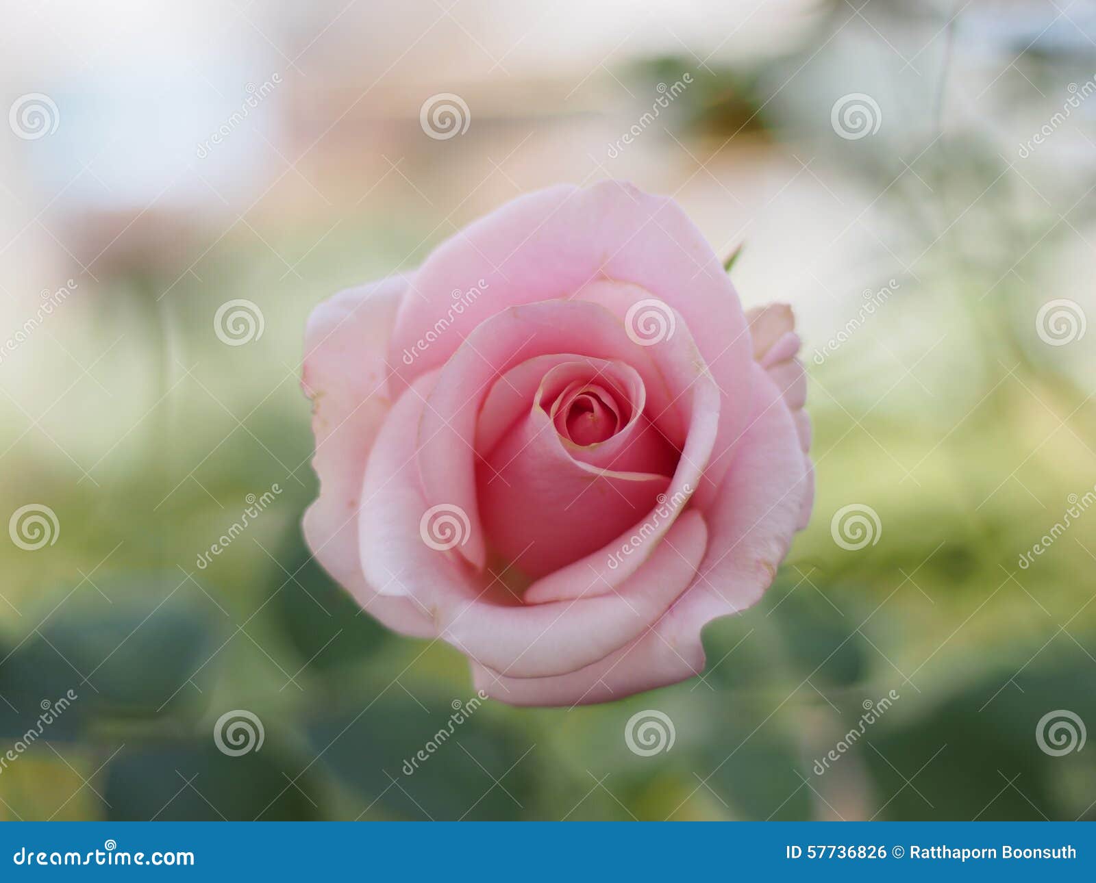 Pinky rose stock photo. Image of cute, beautiful, green - 57736826