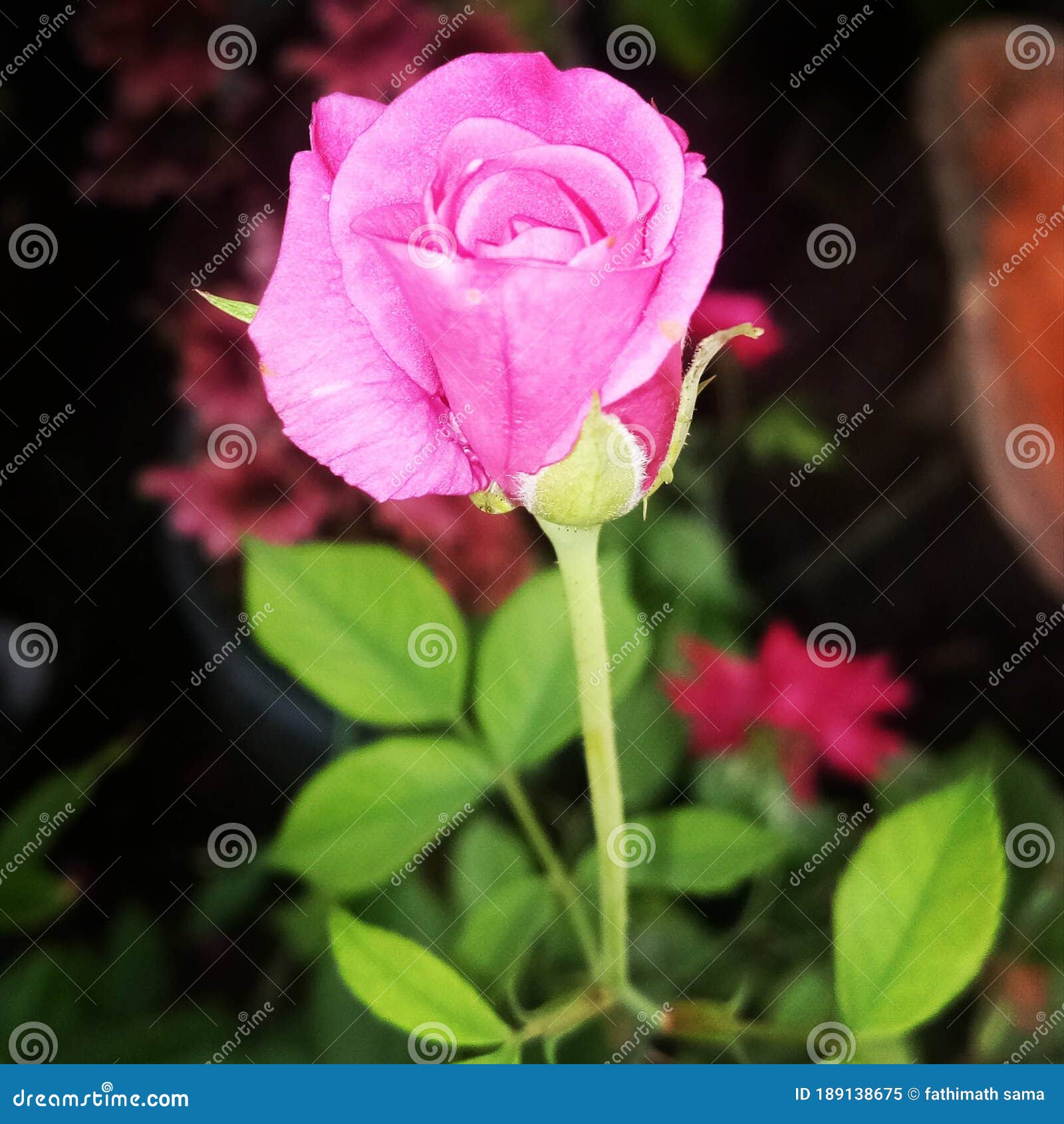 Pinky Rose Royalty-Free Stock Photo | CartoonDealer.com #189138675