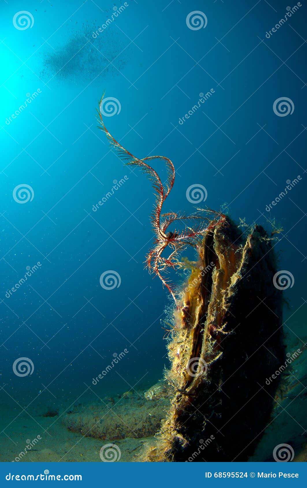 Pinna nobilis stock photo. Image of blue, stone, landscape - 68595524