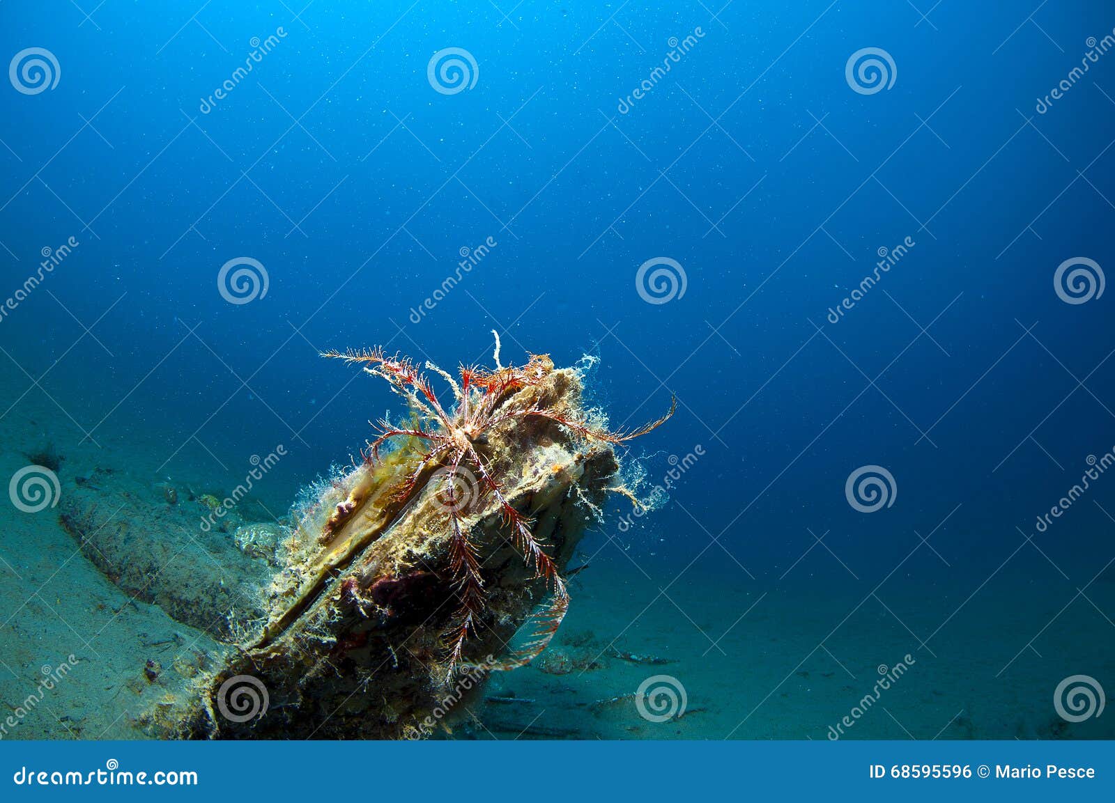 Pinna nobilis stock photo. Image of life, italy, scenic - 68595596