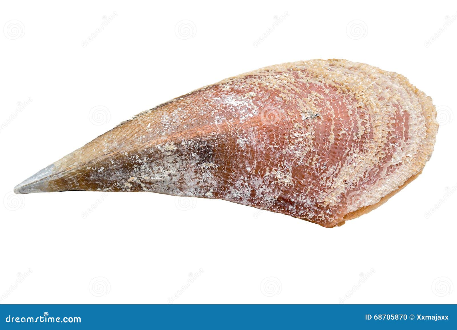 Pinna nobilis stock photo. Image of europe, shell, seashell - 68705870