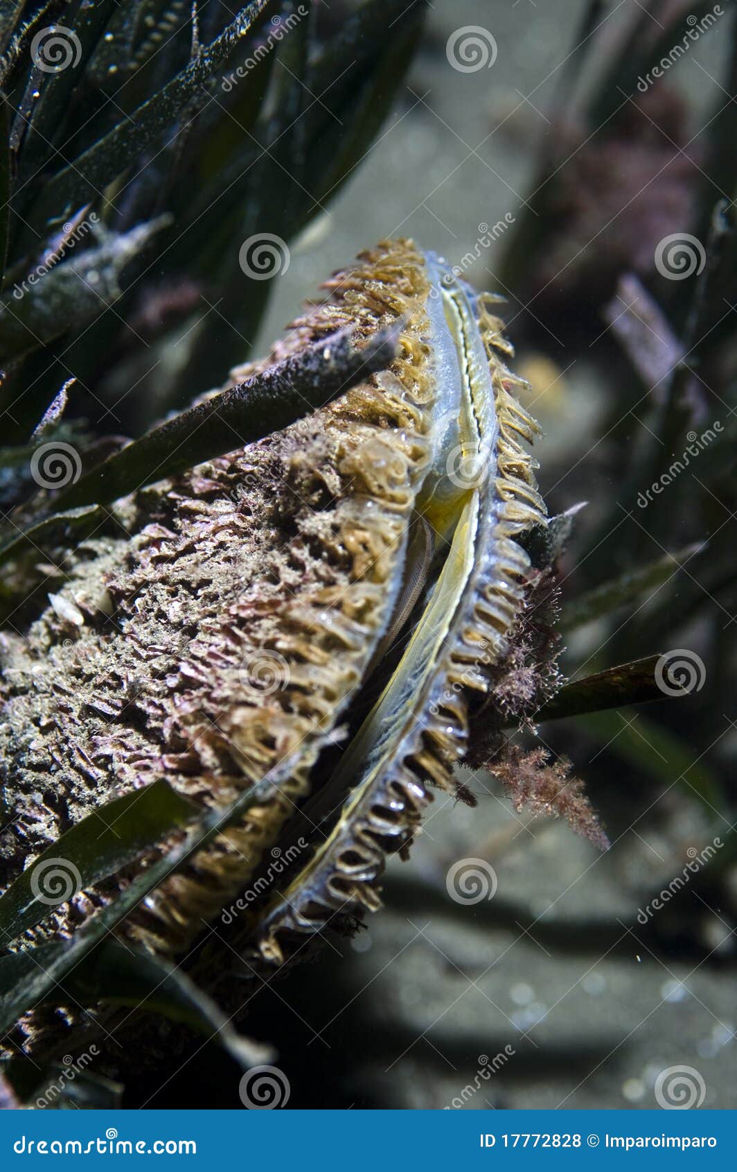 Pinna Nobilis (seafood, Muscles) Stock Photo - Image of muscles, ocean ...