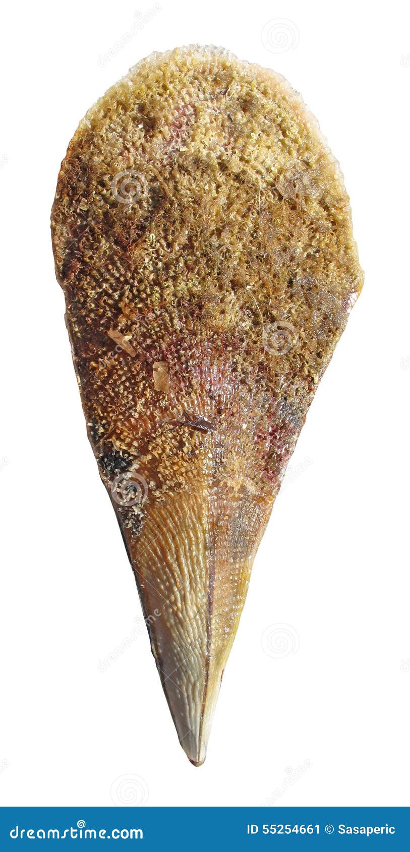 Pinna Nobilis Shell Isolated Stock Image - Image of bright, color: 55254661