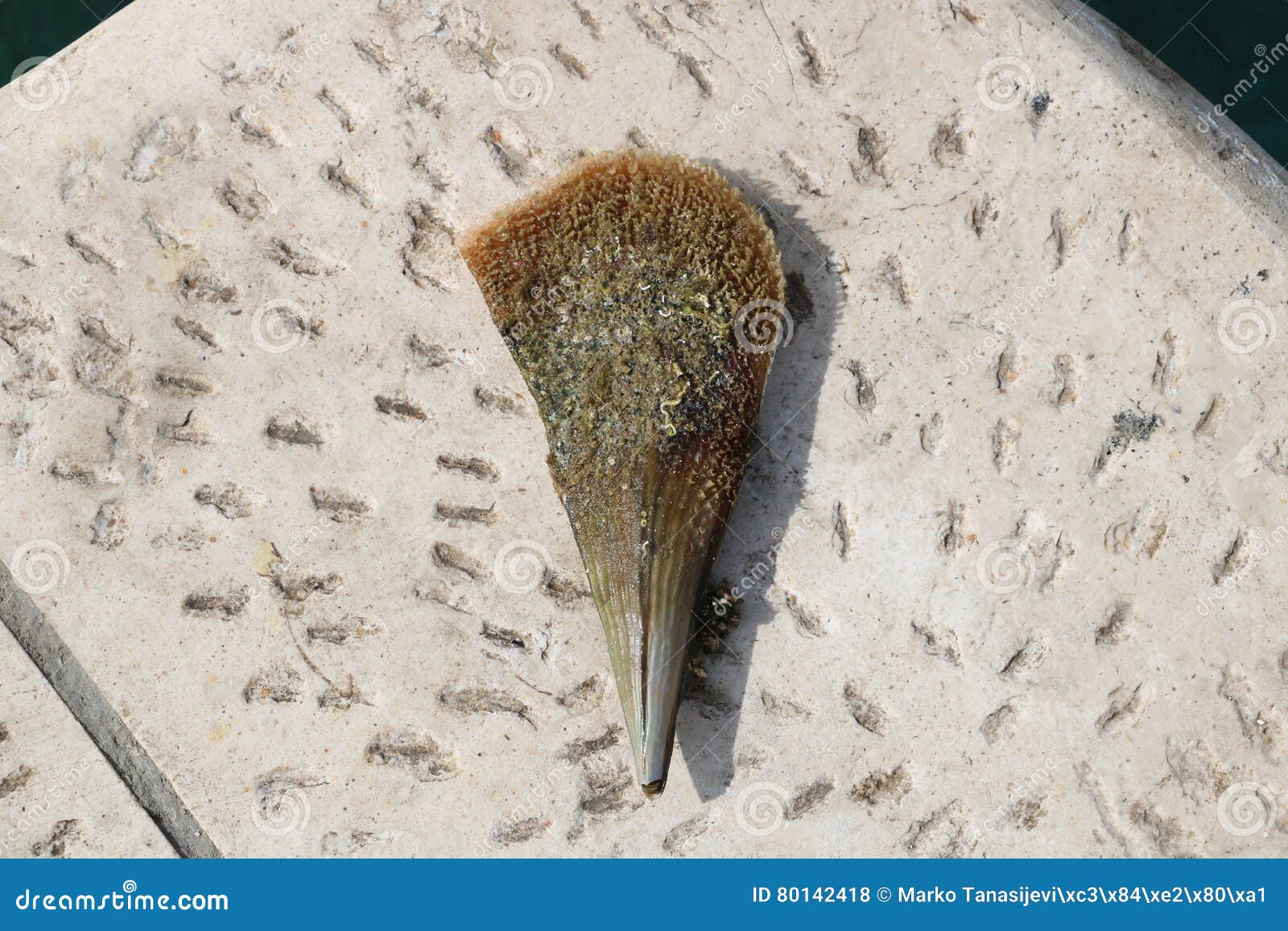 Pinnas Shell or Pinna Nobilis Stock Photo - Image of holiday, beach ...