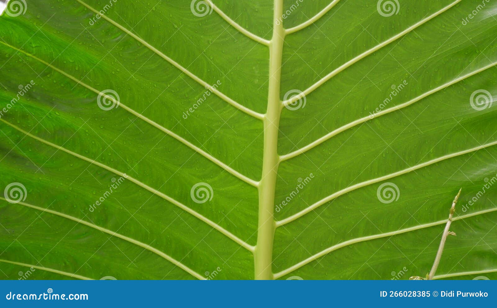 Pinnate leaf bone stock image. Image of green, line - 266028385