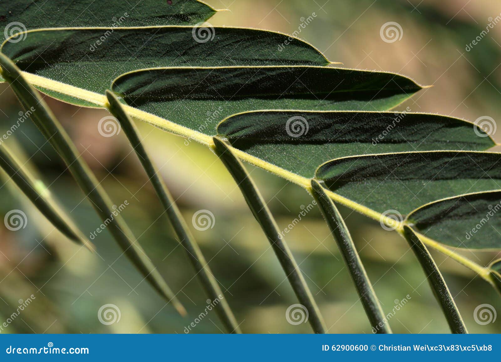 Pinnate Leaf stock photo. Image of biology, structure - 62900600